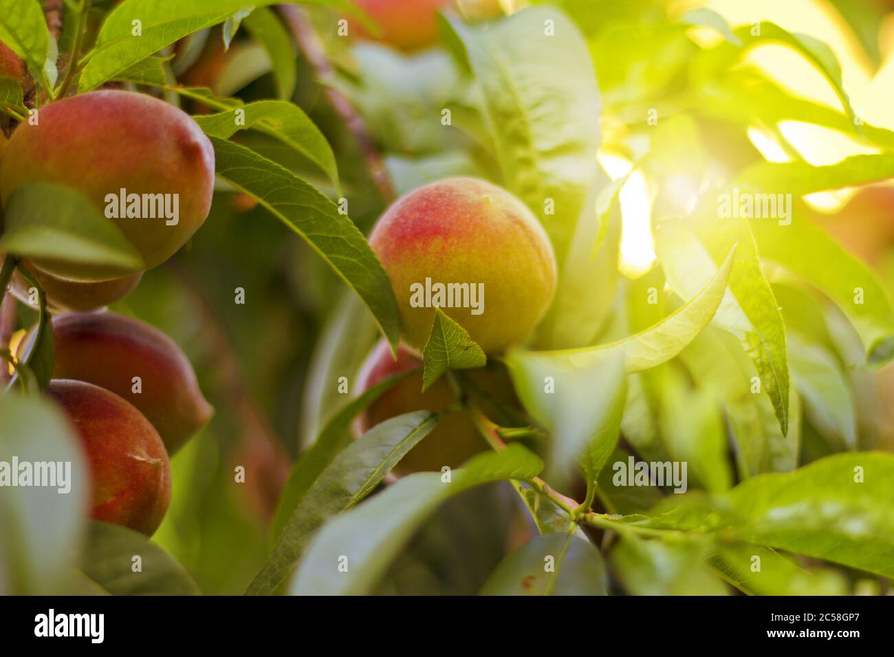 Fresh and delicious Peaches on a tree in the garden Stock Photo - Alamy