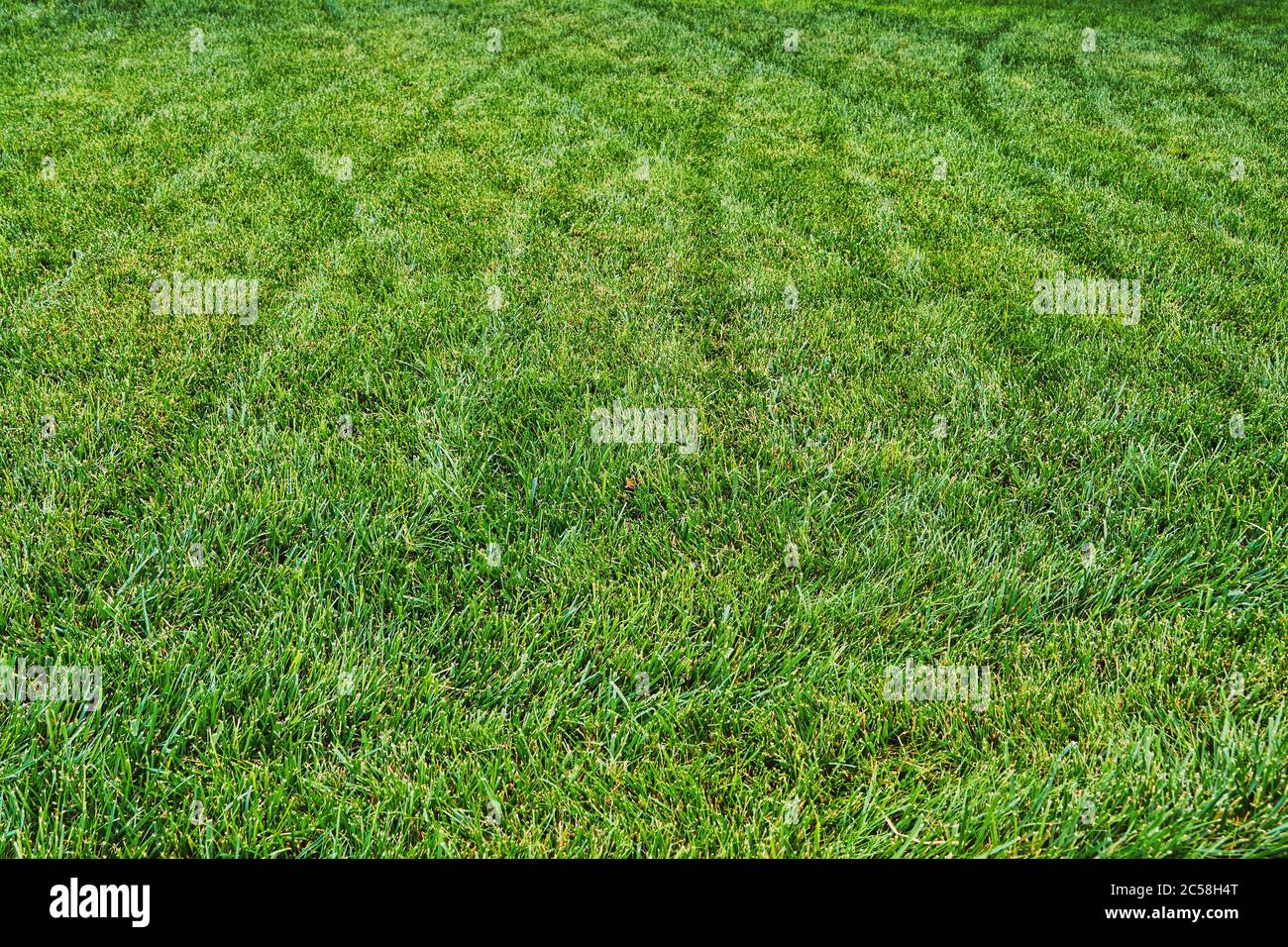 Green grass lawn close up texture with pathway from lawnmower ...