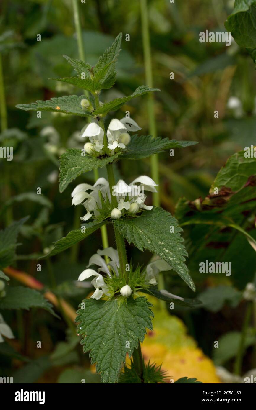 Stinging Nettle Flower High Resolution Stock Photography and Images - Alamy