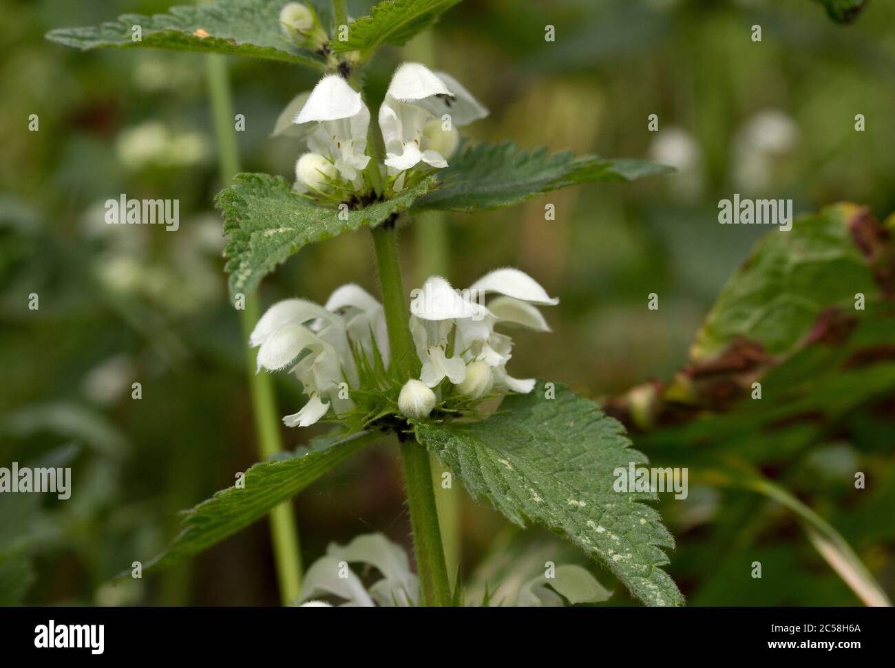 The flower spike identifies the White Dead-nettle from the unrelated ...