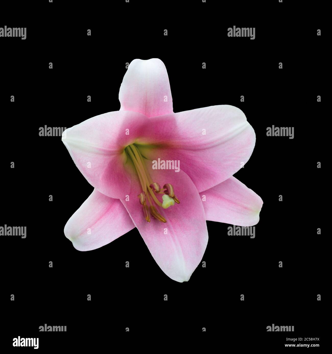 Beautiful pink lily varieties flower Stock Photo - Alamy