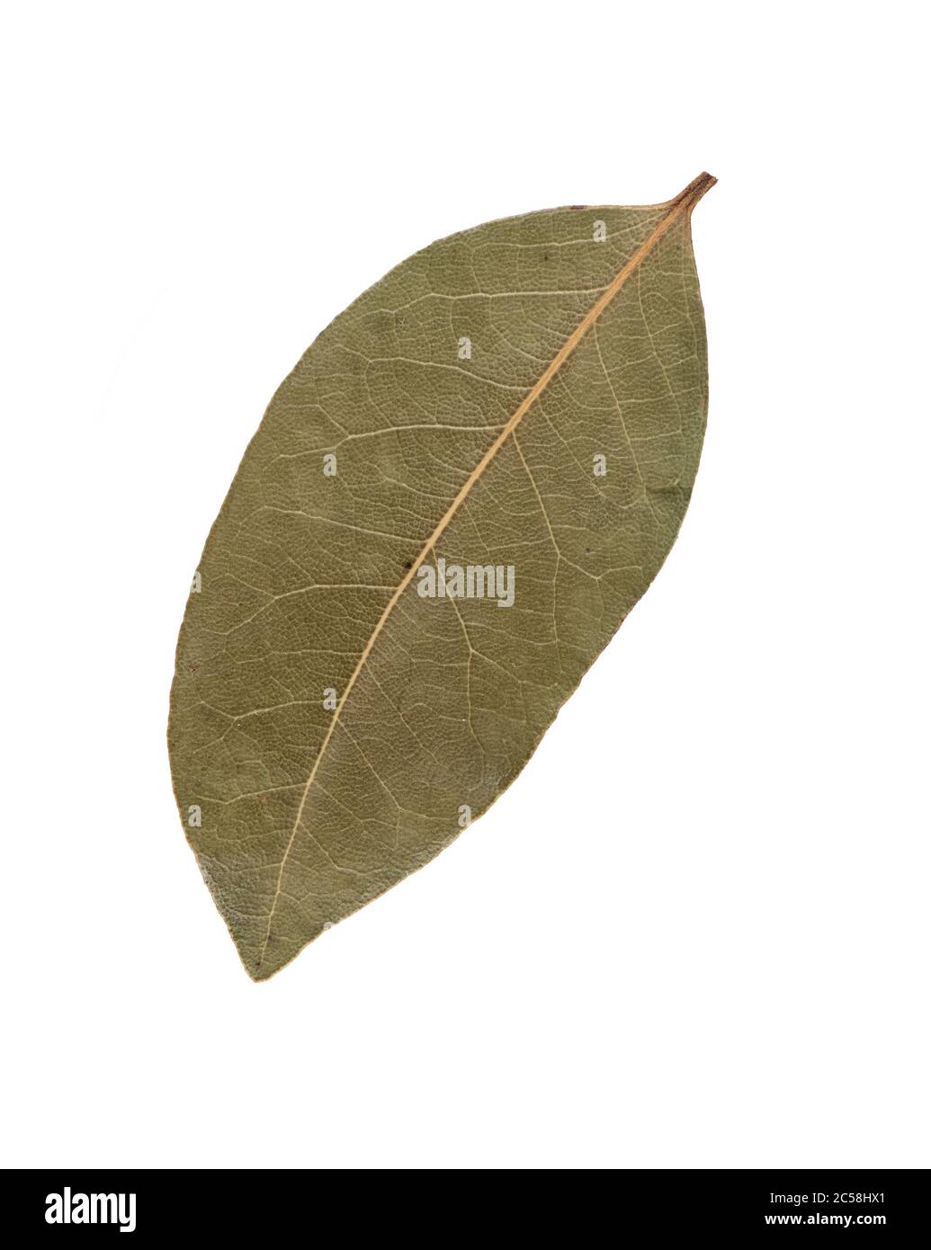 Dry aromatic bay leaf isolated on white background Stock Photo - Alamy