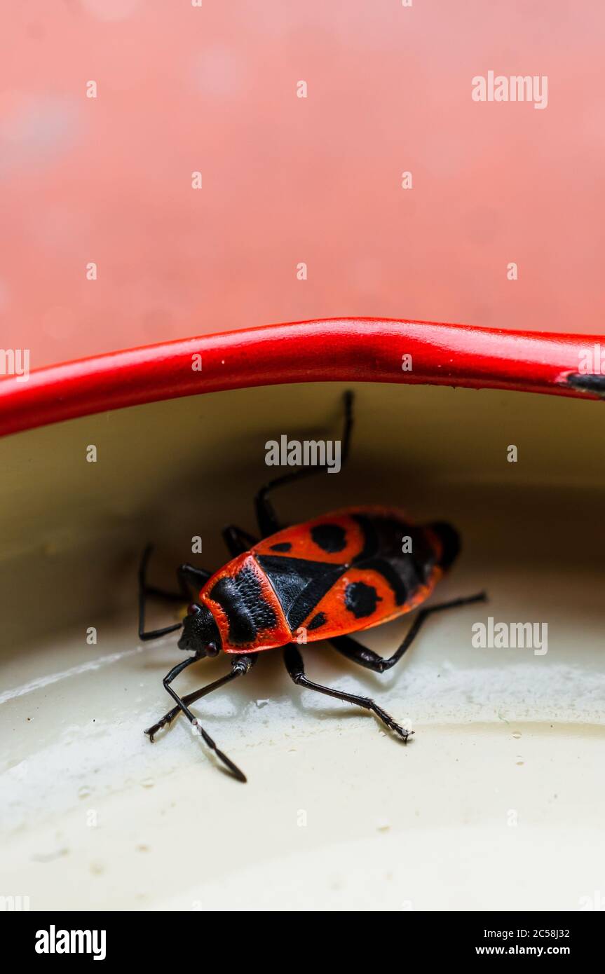 Ladybird with caterpillar hi-res stock photography and images - Alamy