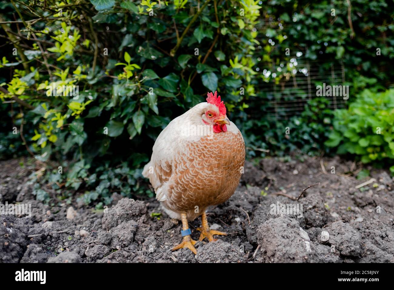 Isolated adult Hen seen foraging for food within her enclosed garden ...