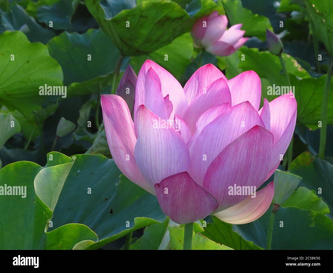 Layered lotus petals hi-res stock photography and images - Alamy