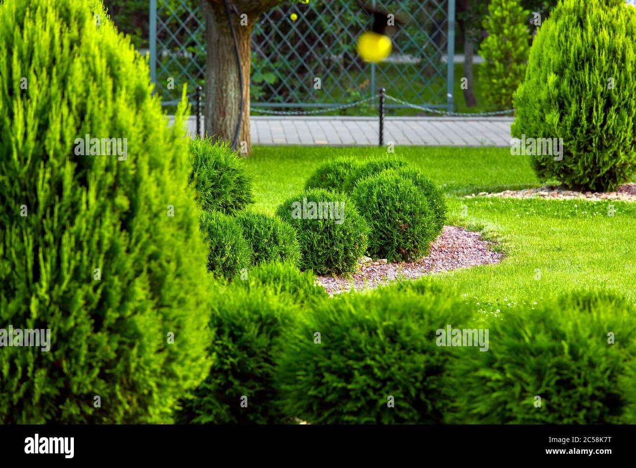 Landscaping of a backyard garden with evergreen thuja trees and bushes ...