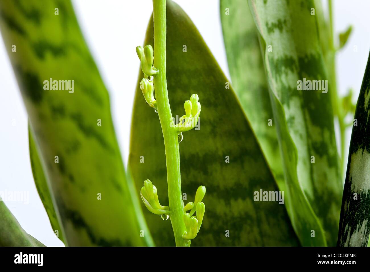 branch of sansevieria buds with nectar drops, close up of a plant with ...