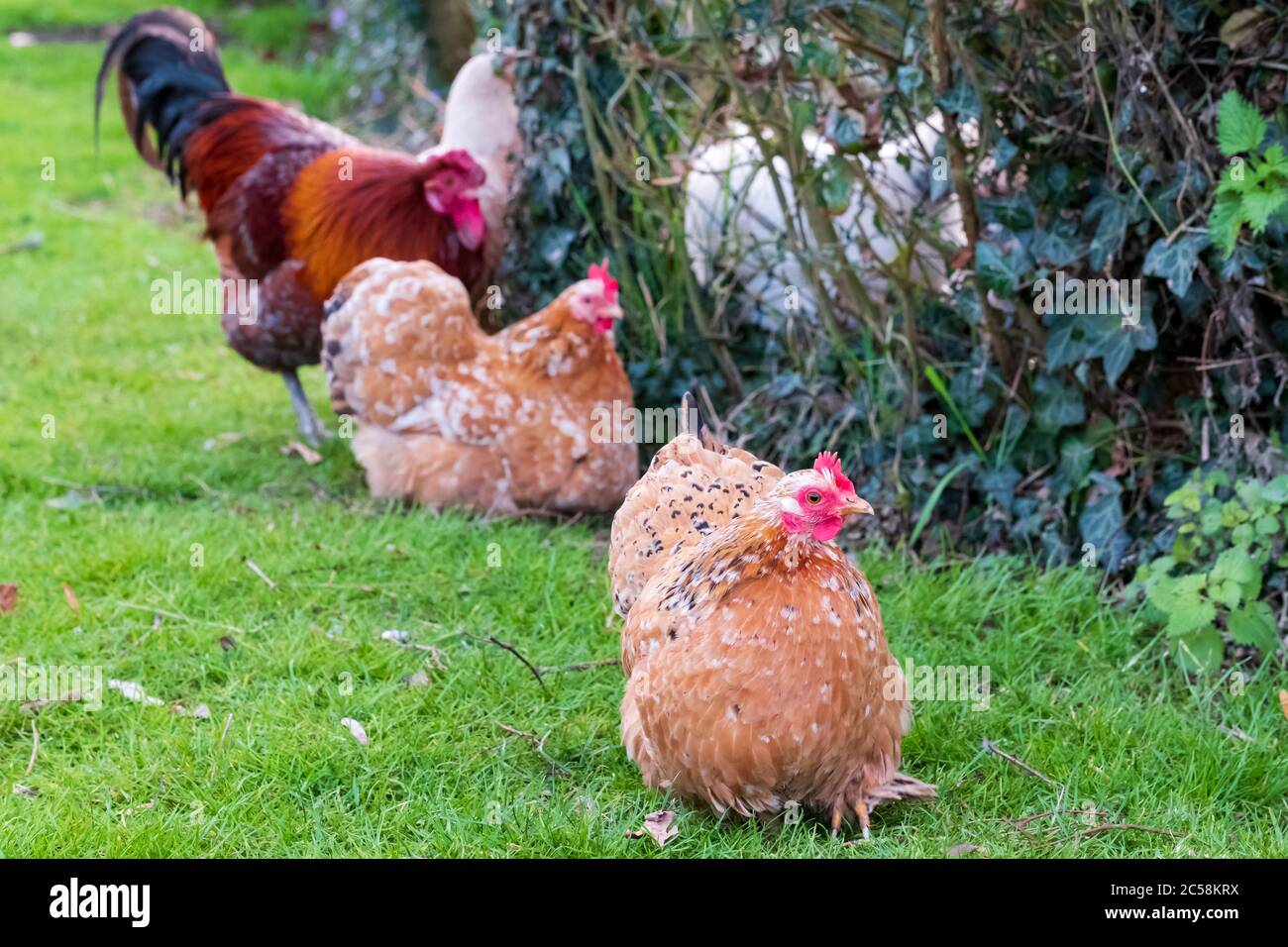 Group of free range hens and one rooster seen in a private backyard. Small pecking chickens with ...