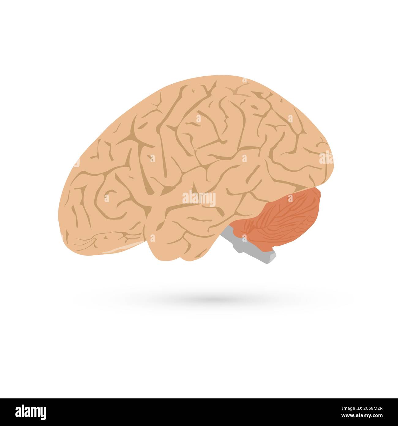 Vector illustration side view of human brain isolated on white ...