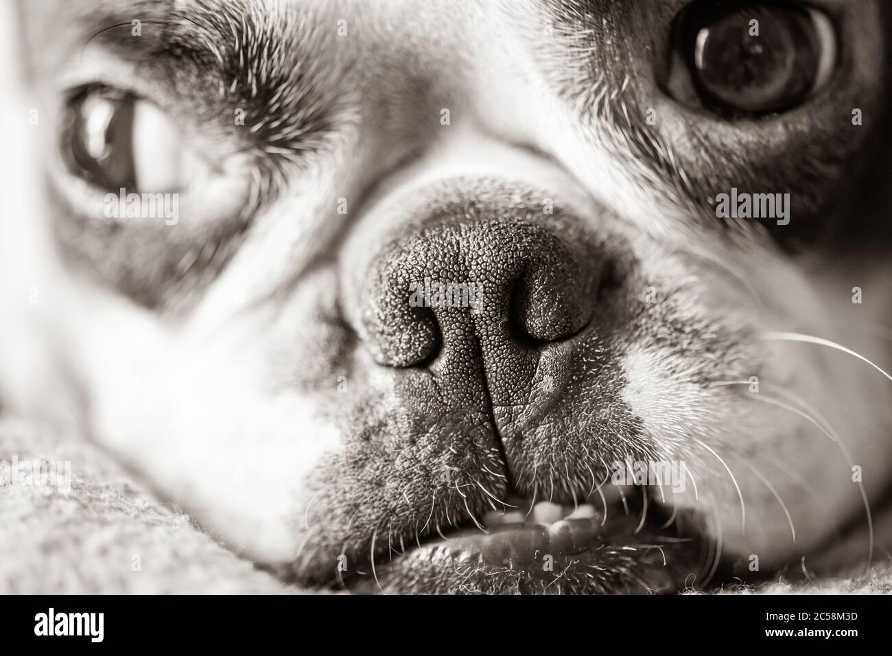 Why Is My Boston Terrier Crying