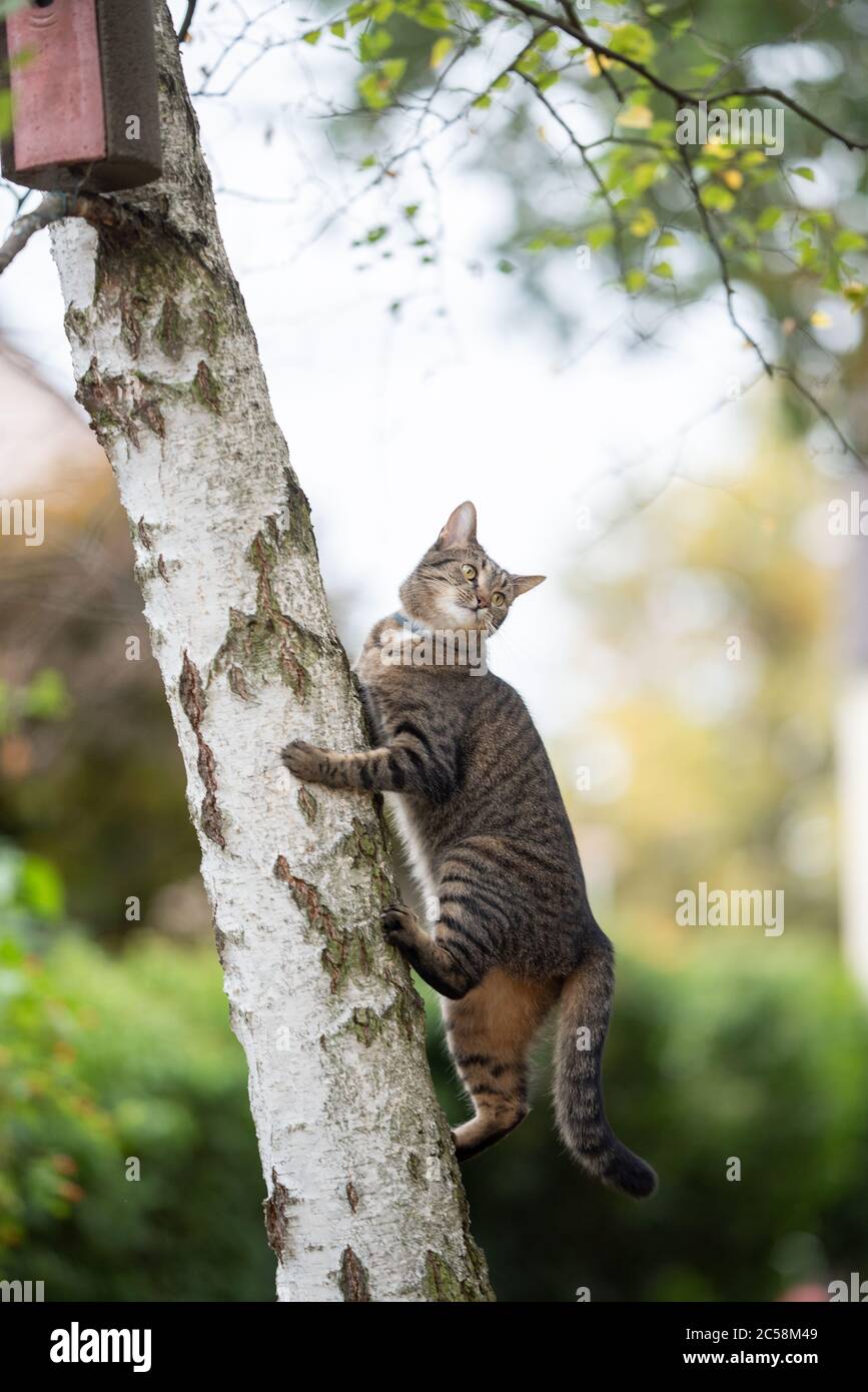 Tabby Domestic Shorthair Cat Climbing Up Birch Tree With Birdhouse In