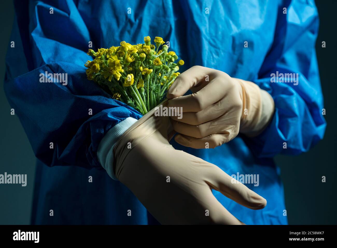 a doctor in a surgical suit from gloves grow yellow flowers. Medical ...