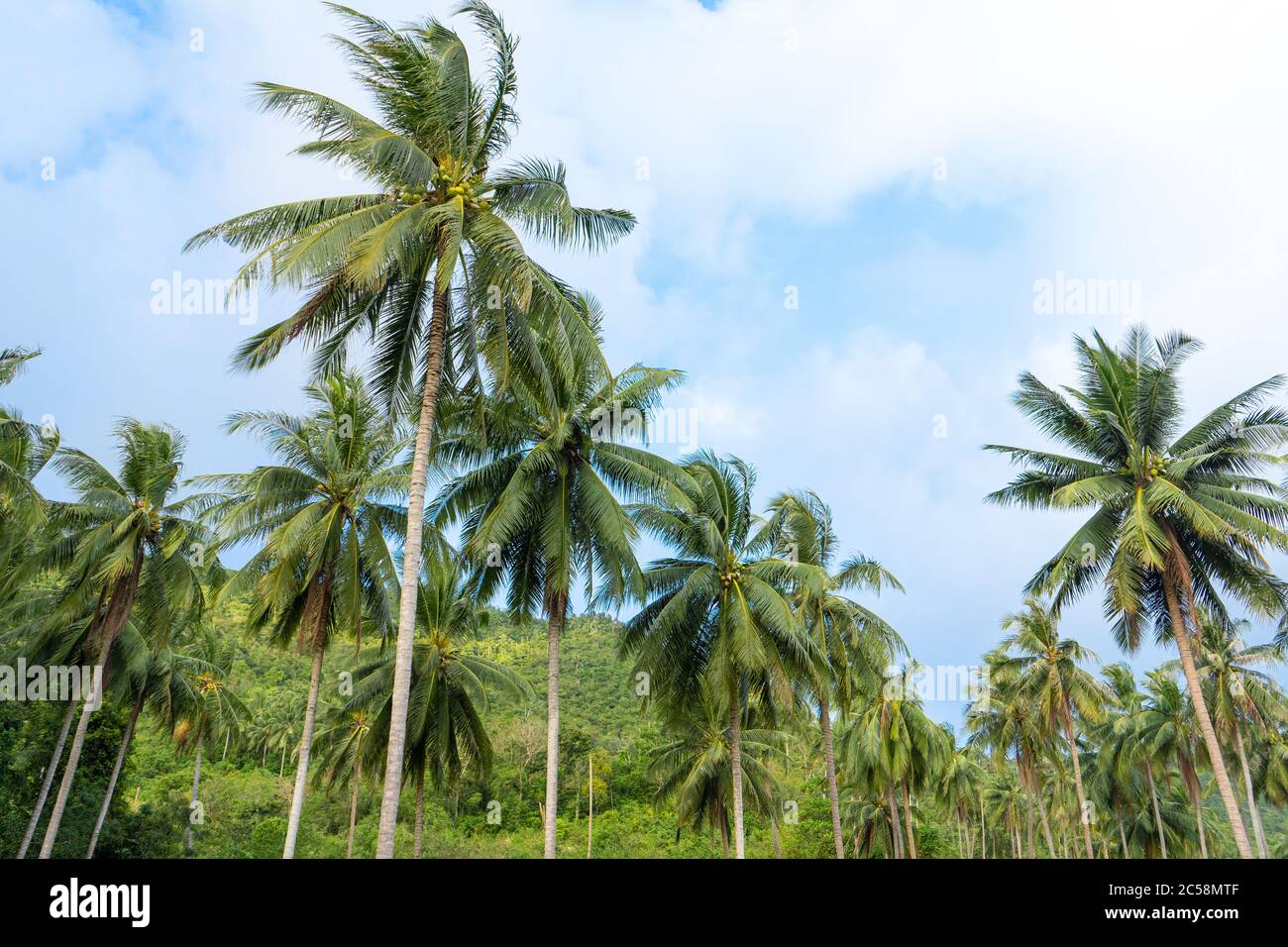 palm grove. Palm trees in the tropical jungle. Symbol of the tropics ...