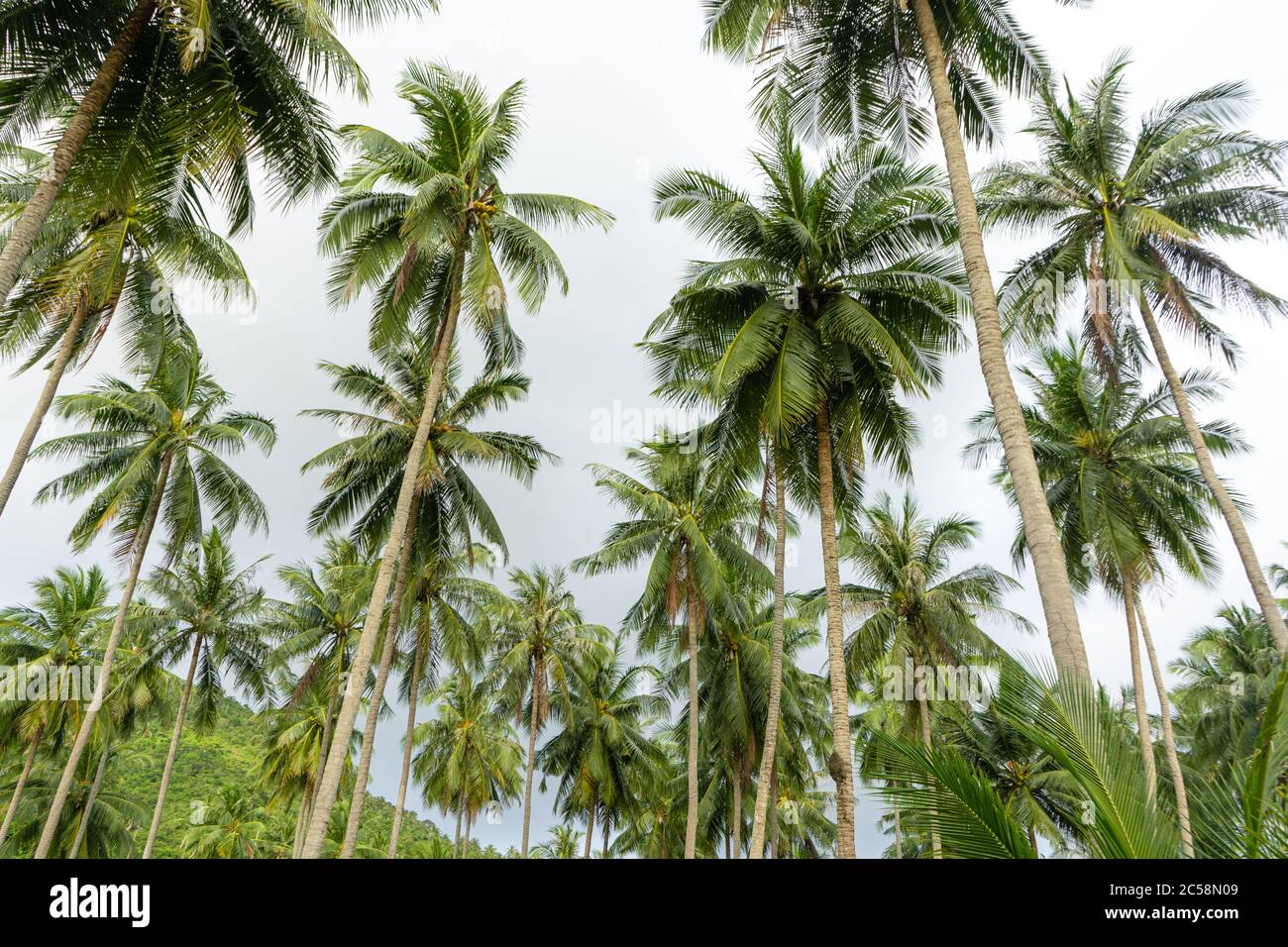 palm grove. Palm trees in the tropical jungle. Symbol of the tropics ...