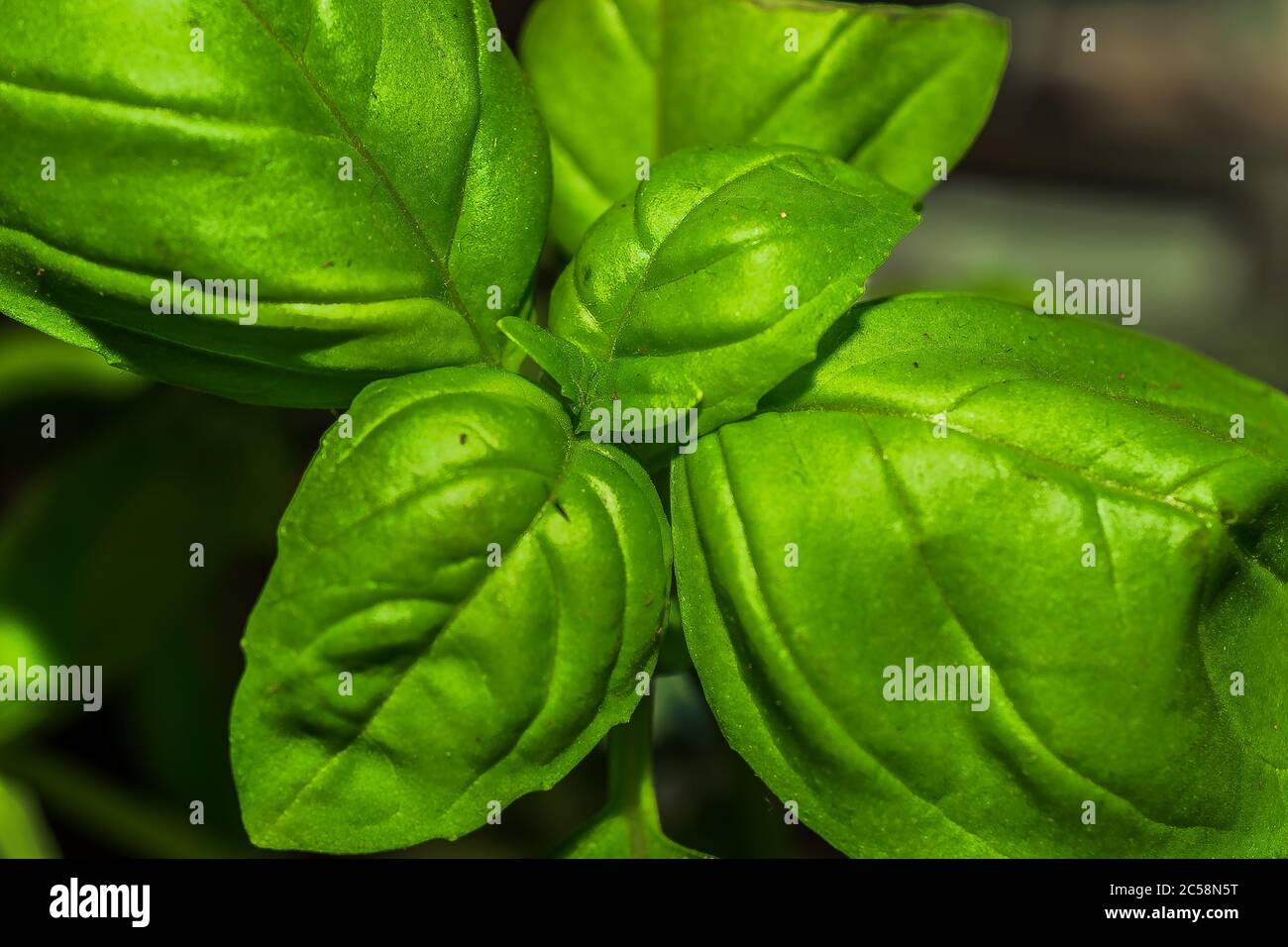 Micro basil hi-res stock photography and images - Alamy
