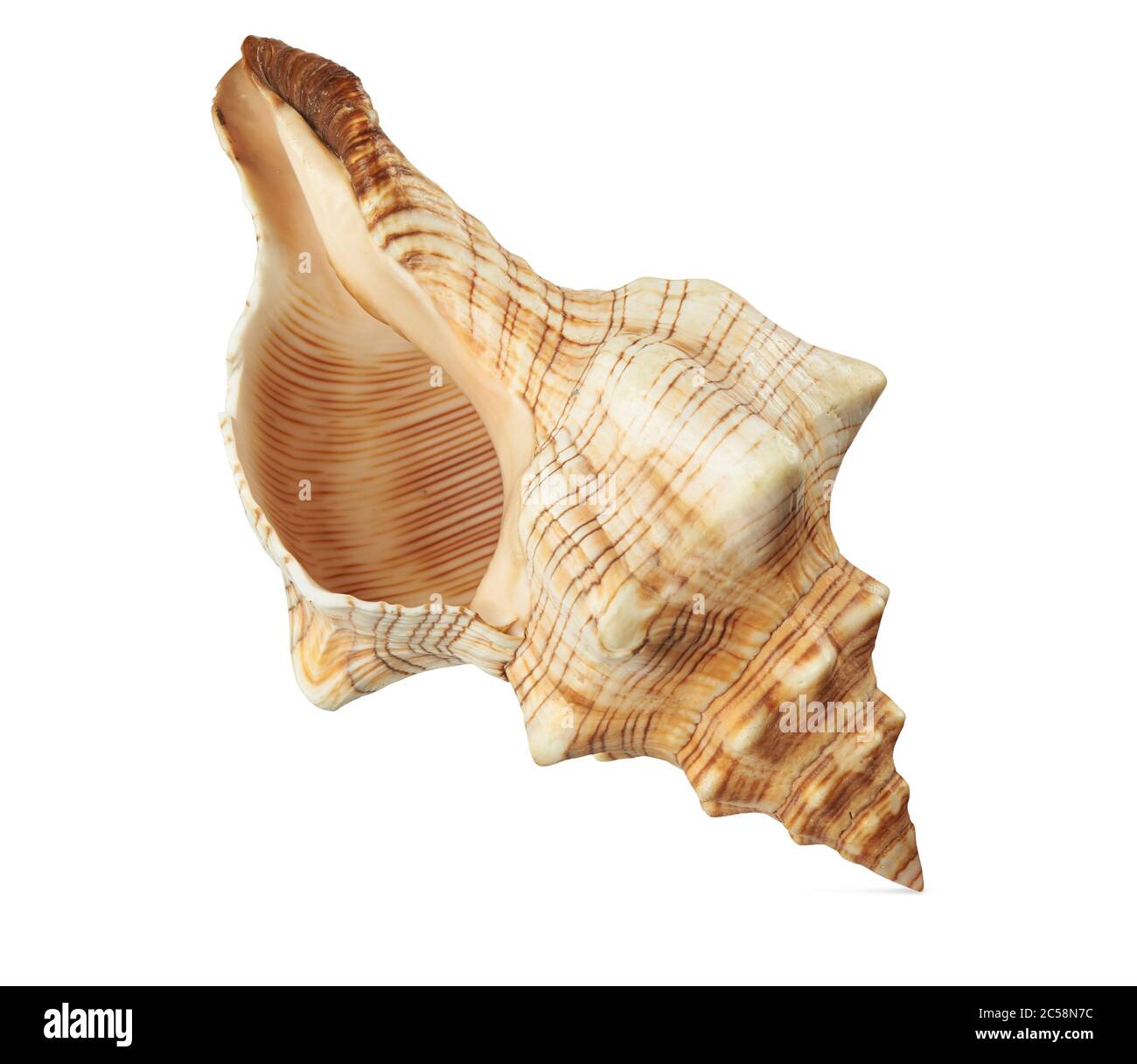 Sea shell isolated on a white background with clipping path Stock Photo ...
