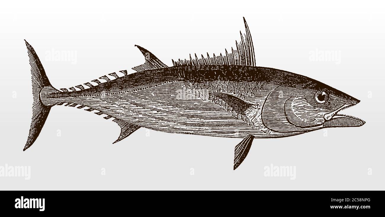 Skipjack tuna, katsuwonus pelamis, native to tropical waters in side ...