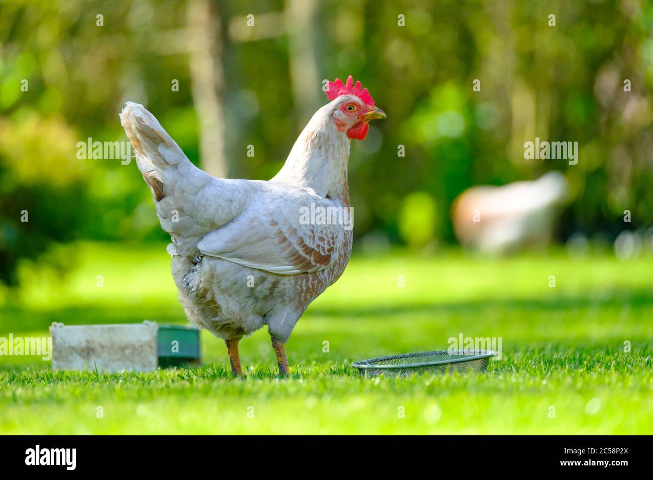 Adult Chicken Hen seen by her feeding trough together with some out of ...