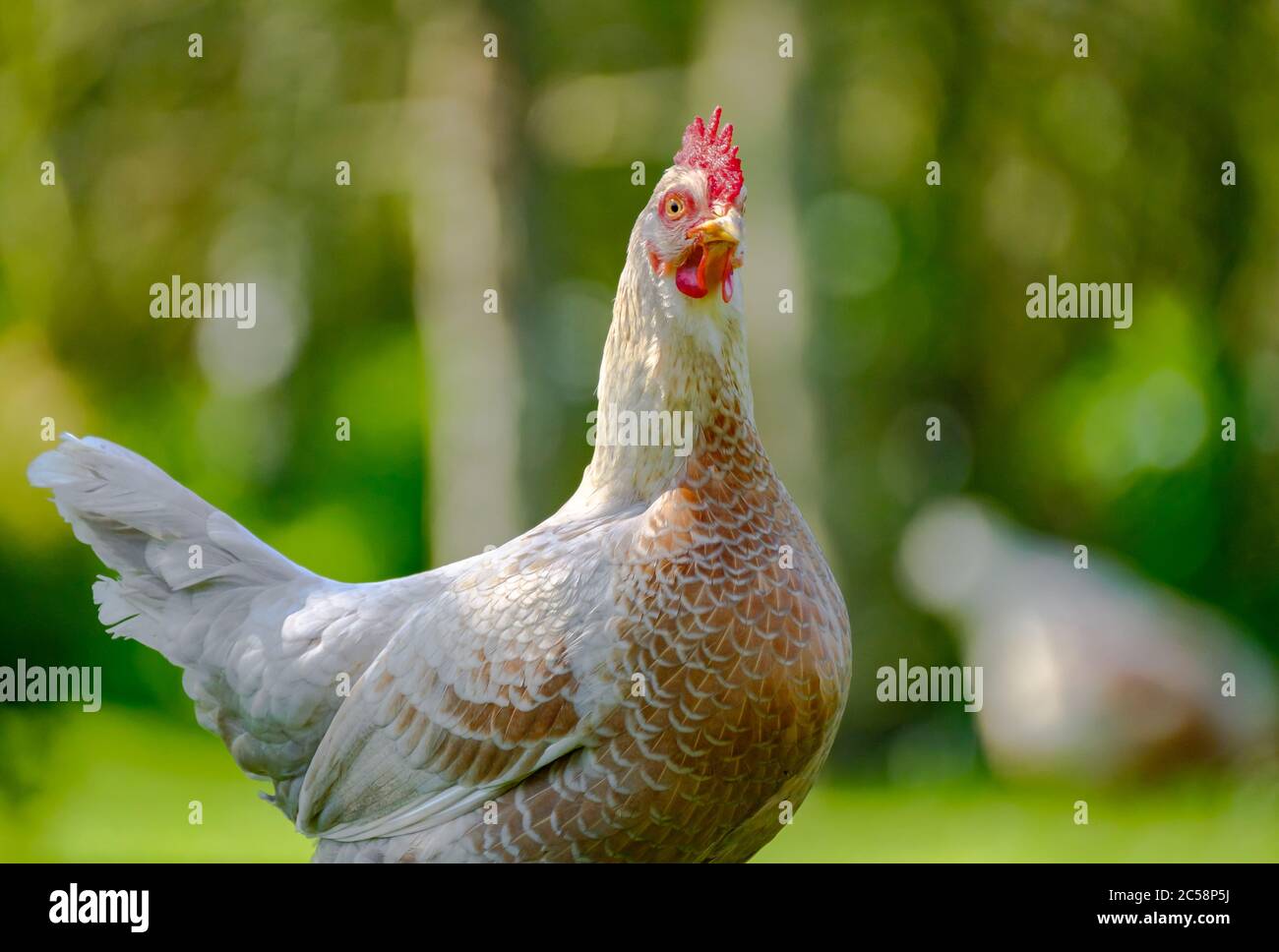 Adult Chicken Hen seen by her feeding trough together with some out of ...