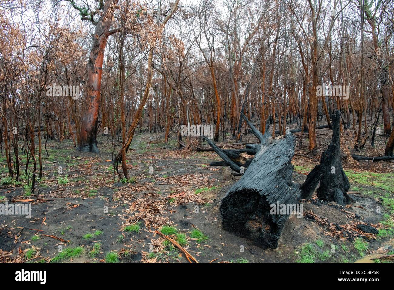Australian bush fires 2020 hi-res stock photography and images - Alamy