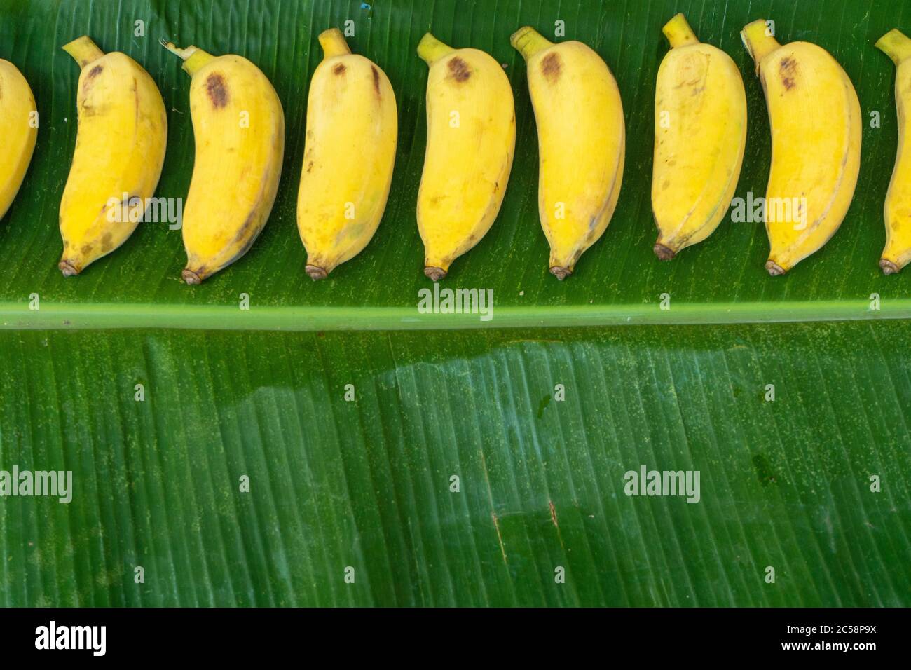 Flat lay layout of yellow bananas on a green banana leaf. Eco food ...