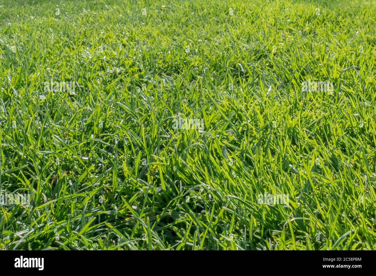 Interesting, ground level view of a shallow focus image of recently cut ...