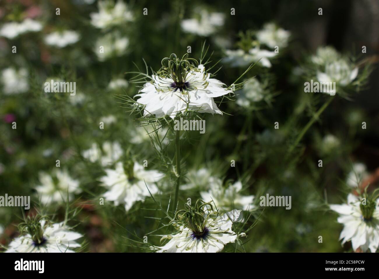 English country garden mist hi-res stock photography and images - Alamy