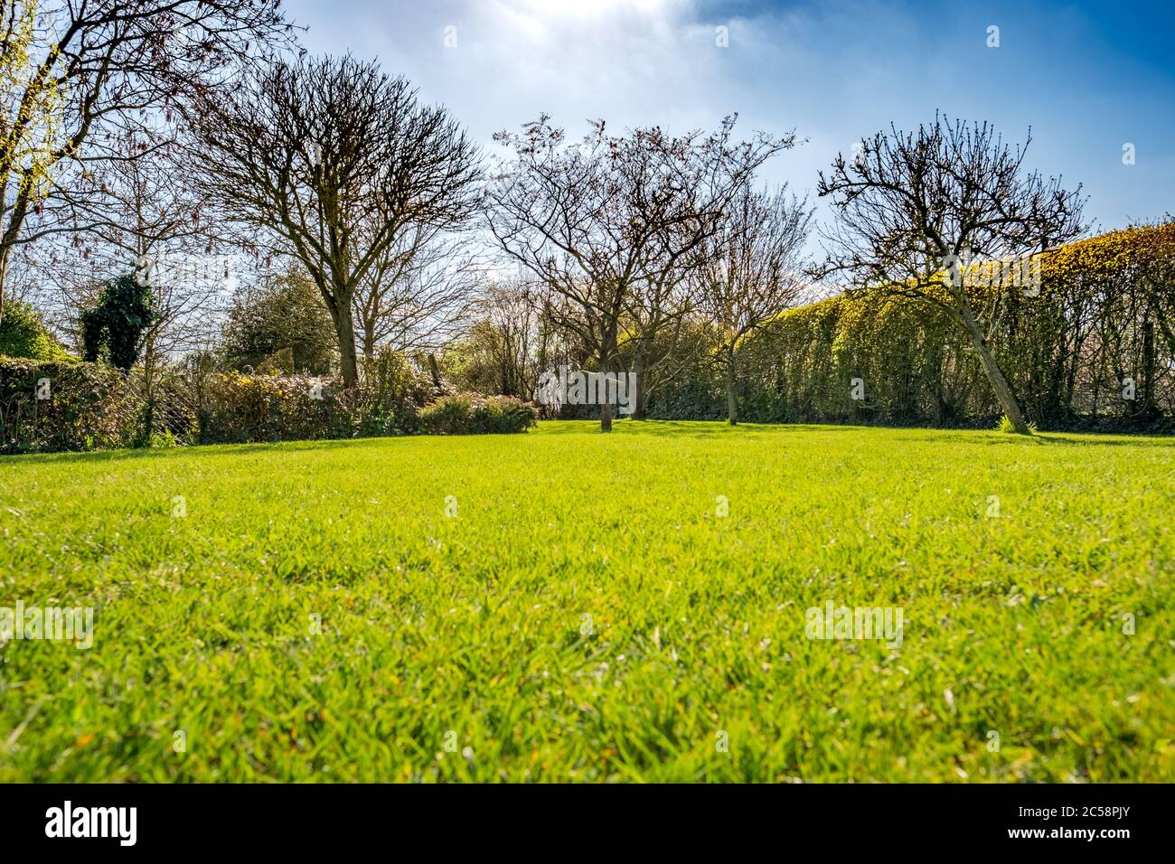 Ground level, distant focus of orchard trees seen in a large, well ...