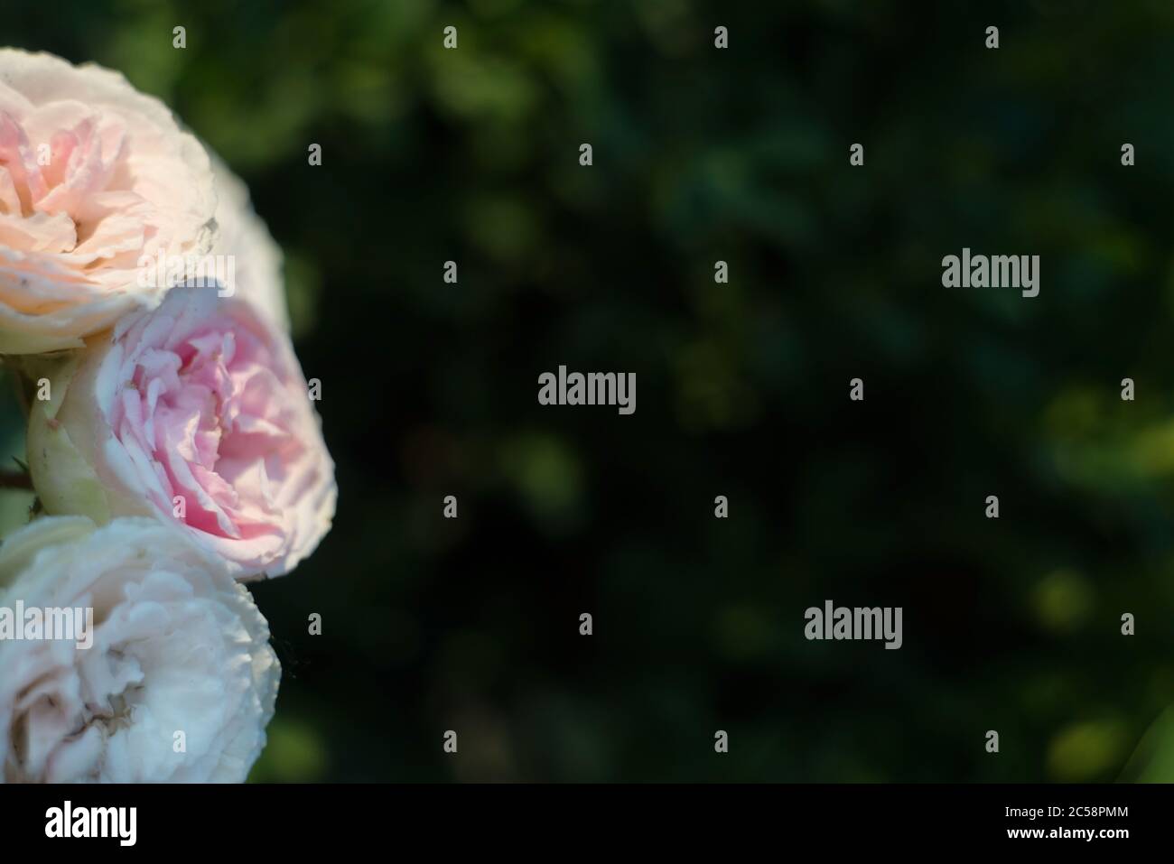 white rose texture, in sunlight, on a natural green background. view ...