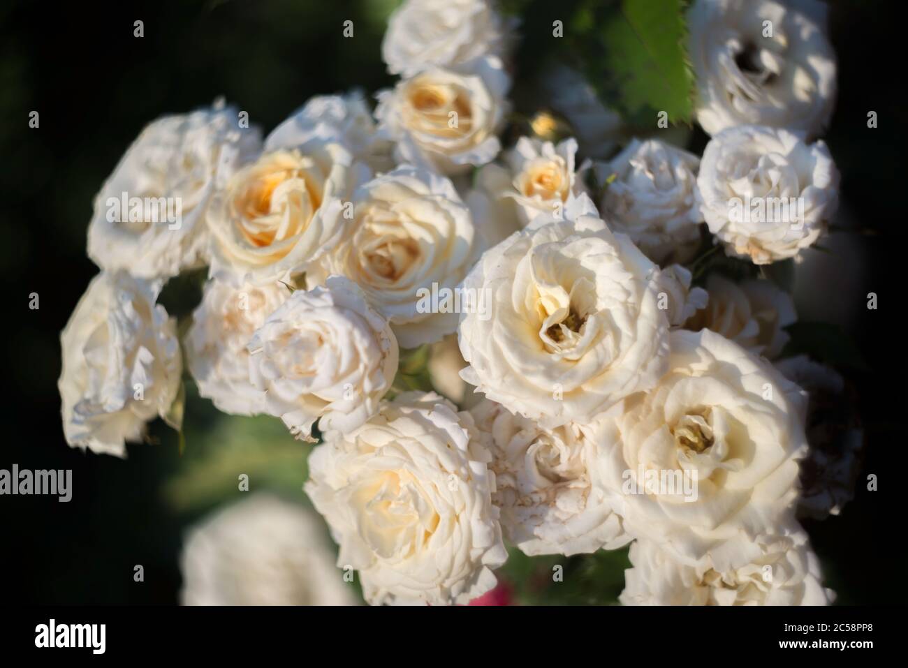 white rose texture, in sunlight, on a natural green background. view ...