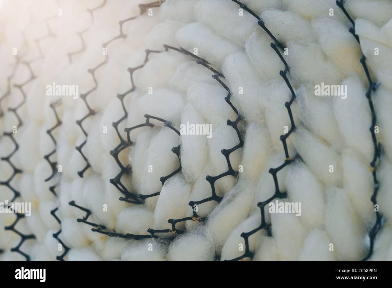 Close up to natural white silkworm cocoon shell in black plastic weave ...