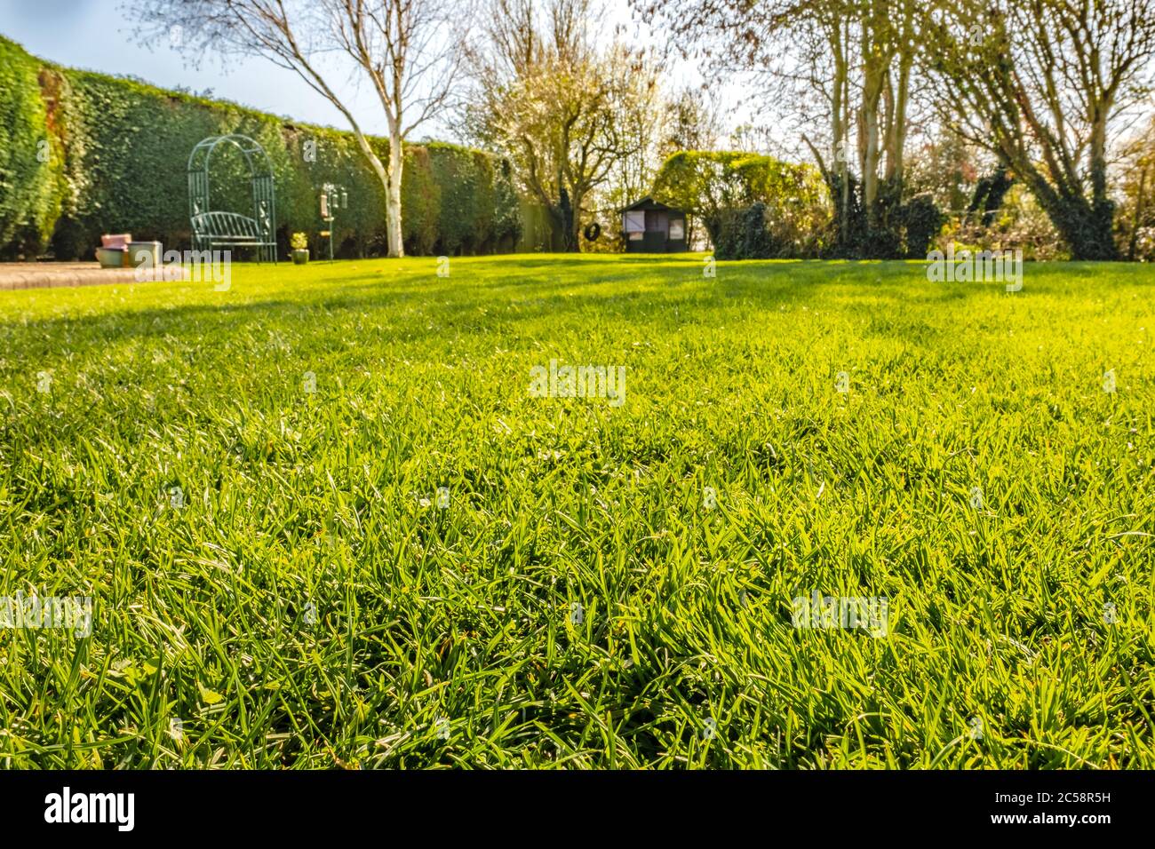 Shallow focus view of a well-maintained garden lawn seen from ground ...