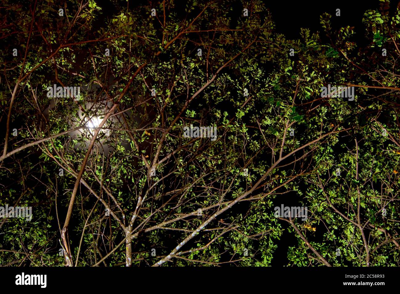 The moonlight above the tree and the light shining from under the tree ...