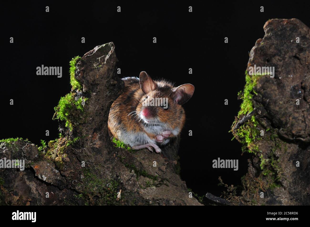 wood mouse apodemus sylvaticus Stock Photo - Alamy