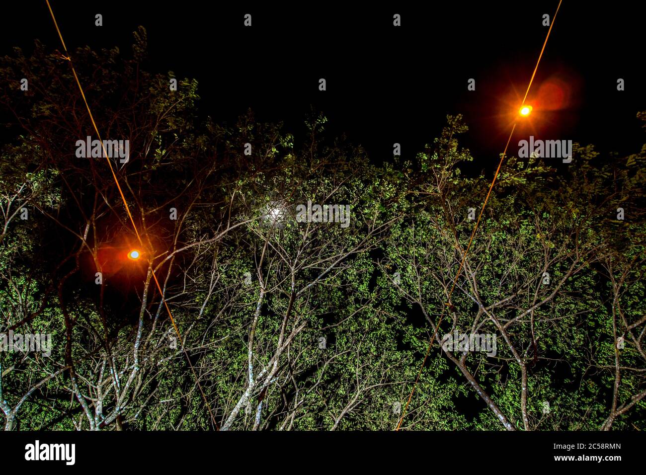 lighting on the lamp on cable under the big rain tree Stock Photo - Alamy