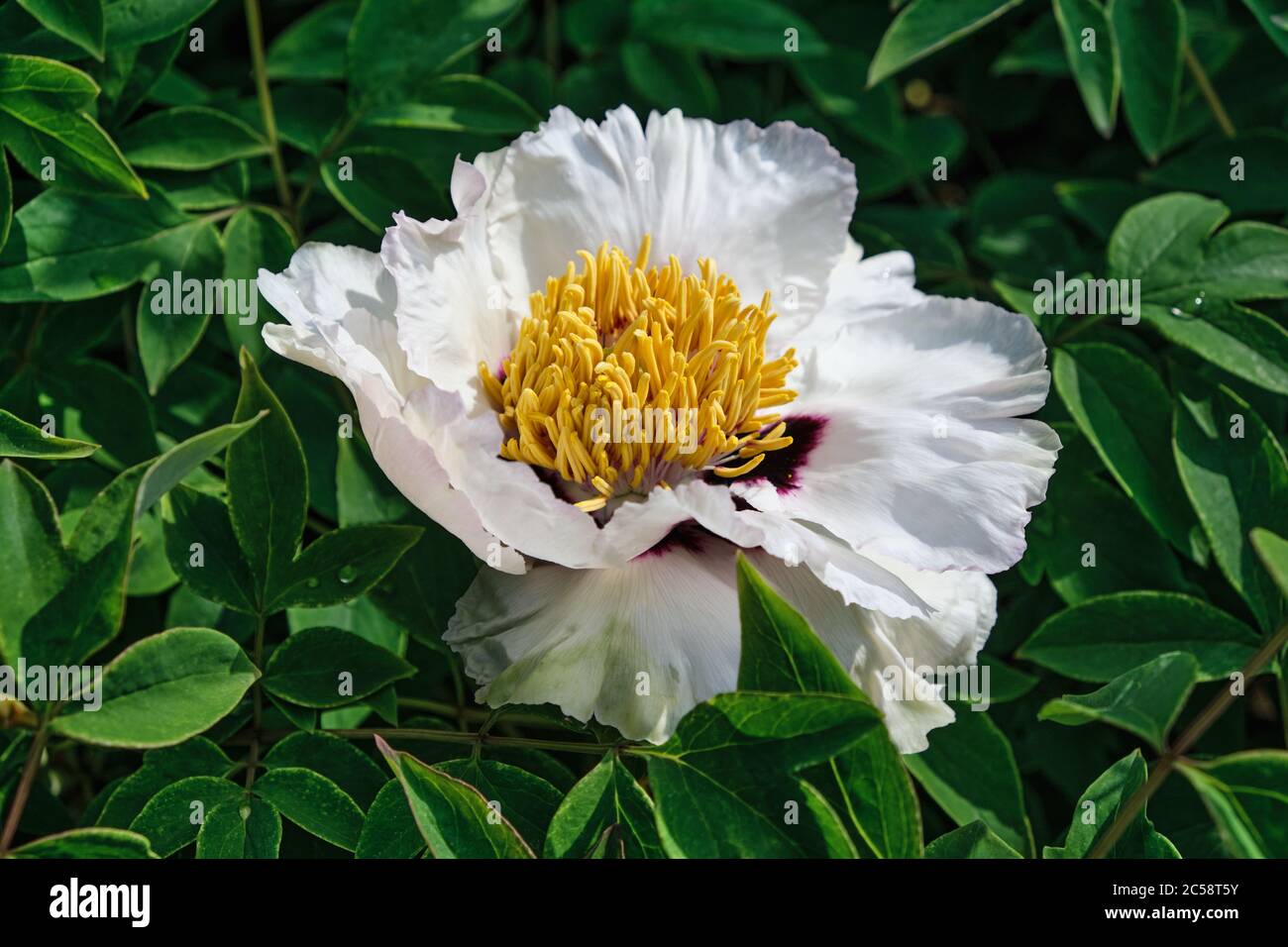 Single large white peony flower Stock Photo - Alamy