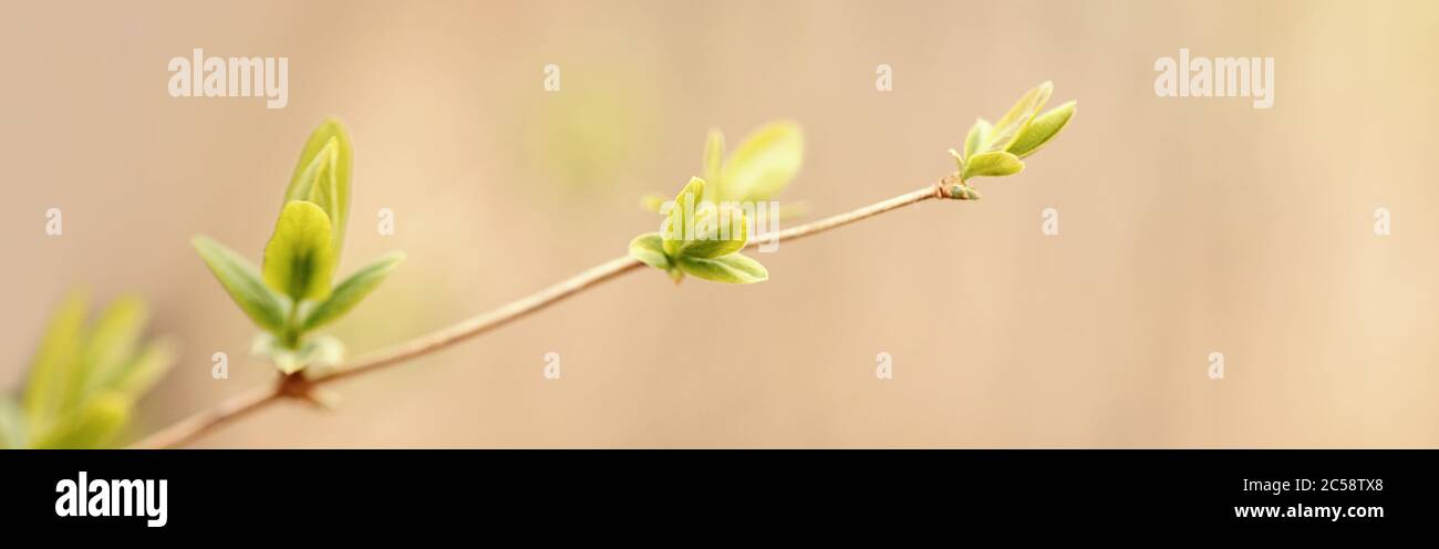 Beautiful natural spring tree sprouts background. Light green bush ...
