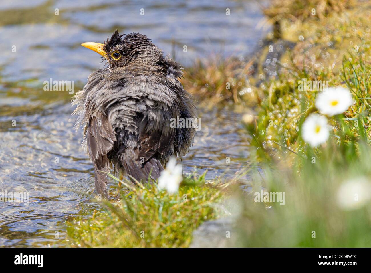 austral thrush (Turdus falcklandii) taking a bath in Lapataia River ...
