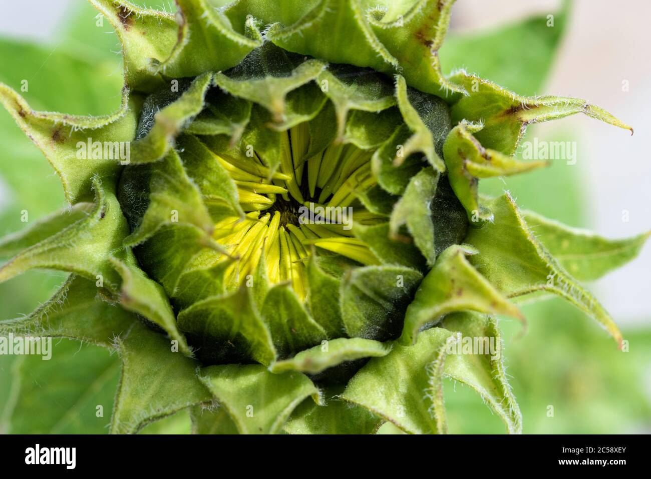 Opening sunflower hi-res stock photography and images - Alamy