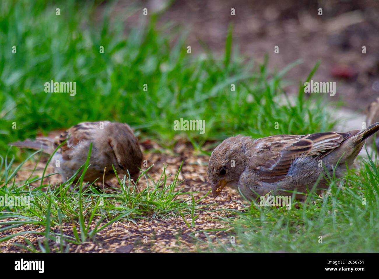 Eat seed hi-res stock photography and images - Alamy