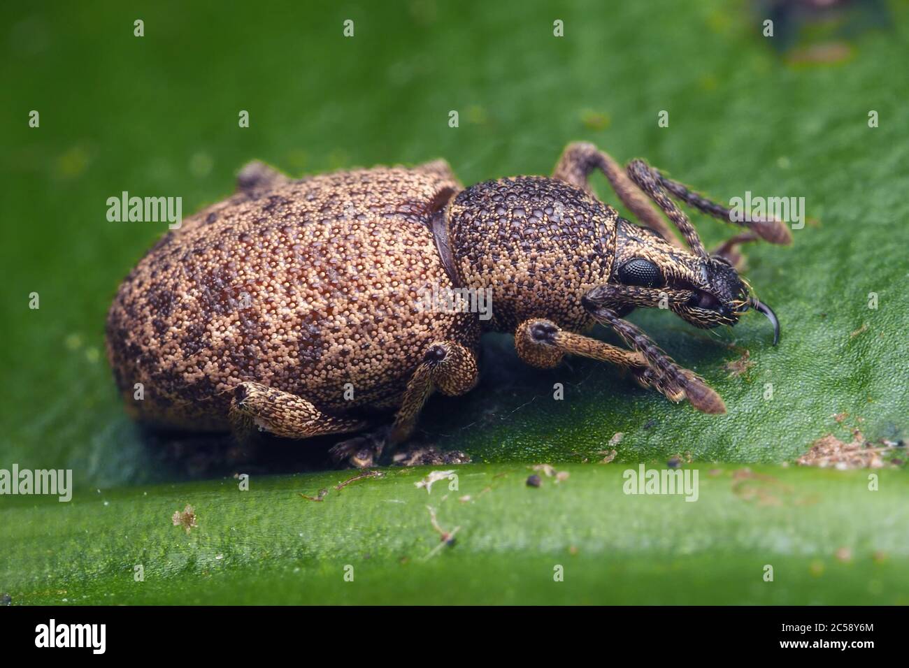 Clay-coloured Weevil (Otiorhynchus singularis) resting on Hart's tongue ...