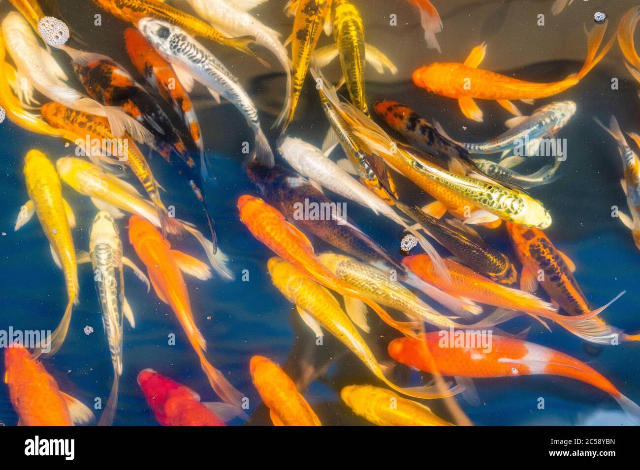 Colored tropical fish in a decorative pond. Orange decorative fish on a ...