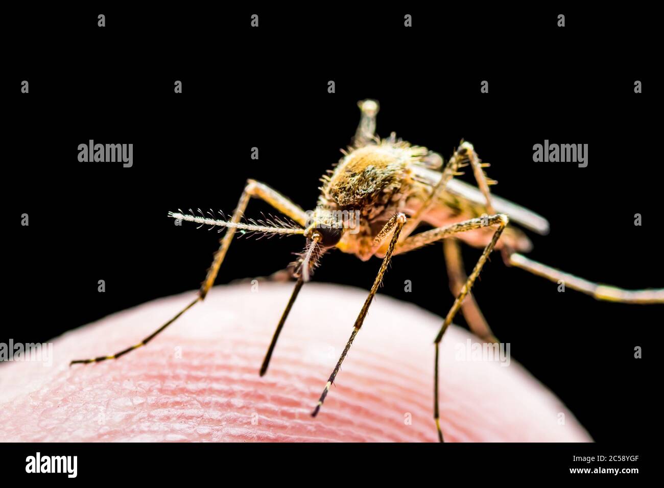 Encephalitis, Yellow Fever, Malaria Disease or Zika Virus Infected ...