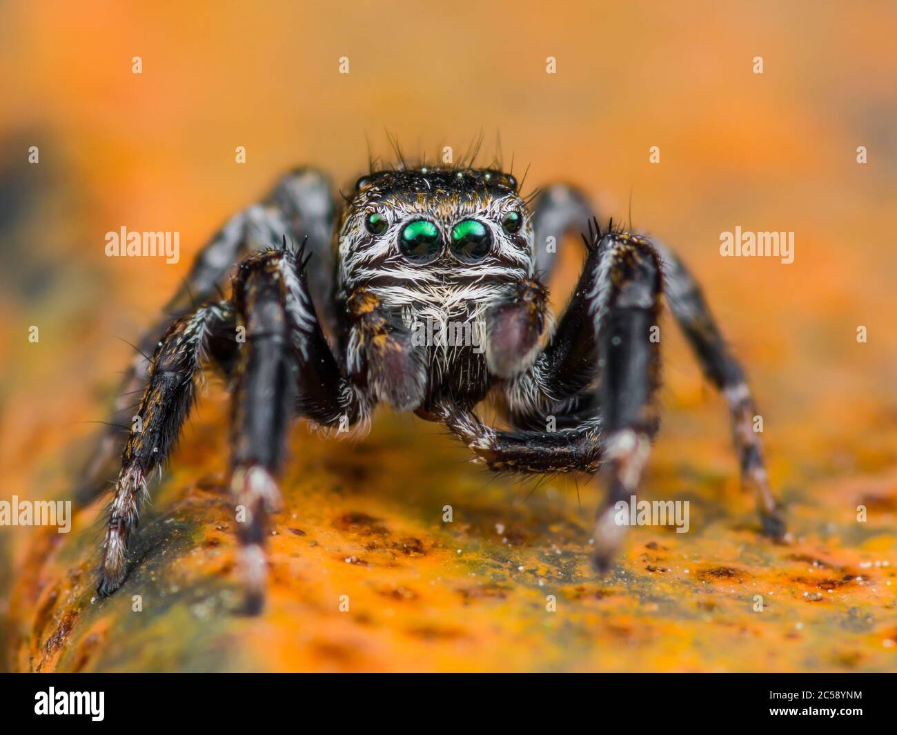 Jumping Spider Arachnid Insect Macro Stock Photo - Alamy
