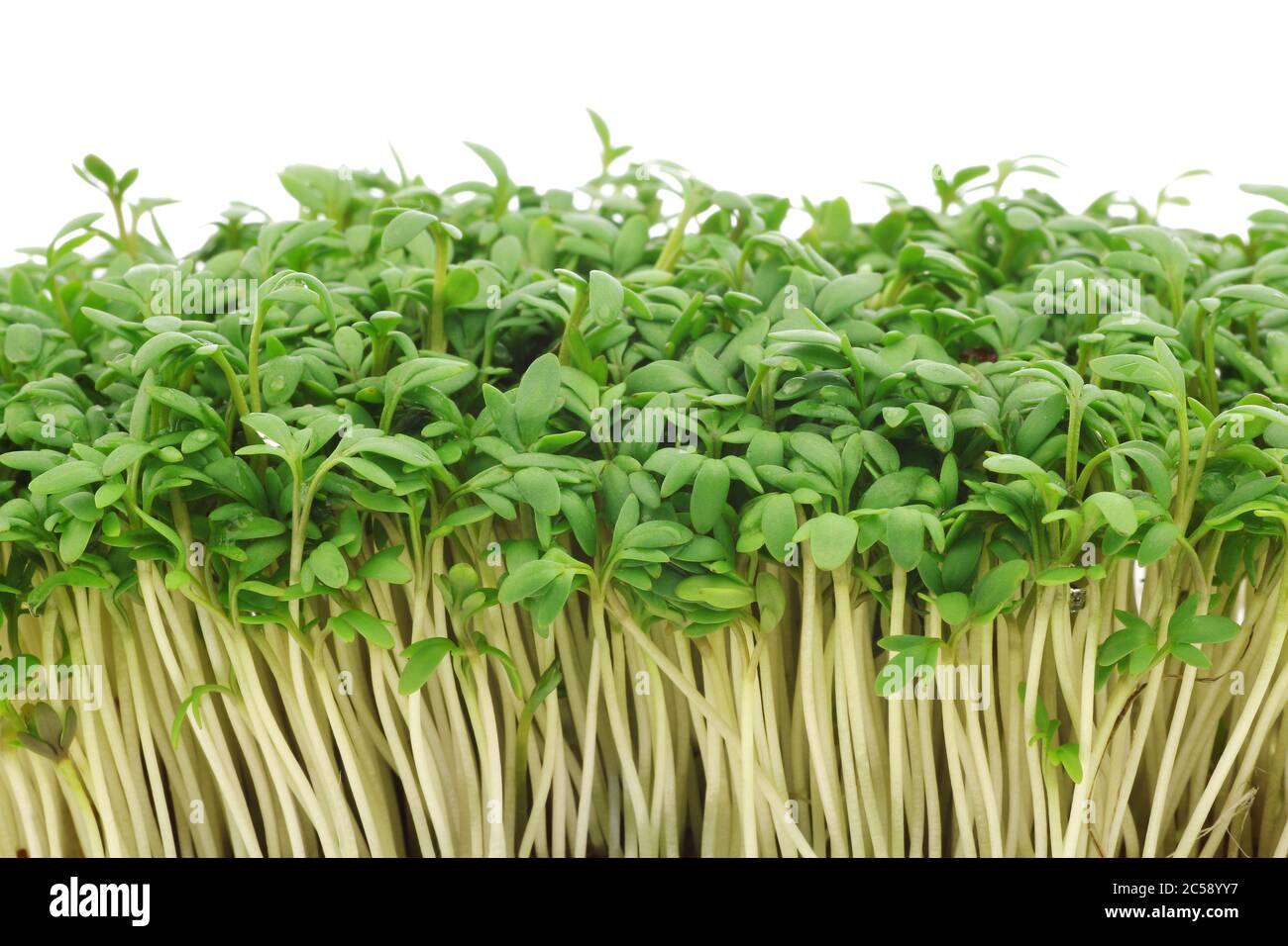 fresh watercress on a white background Stock Photo - Alamy