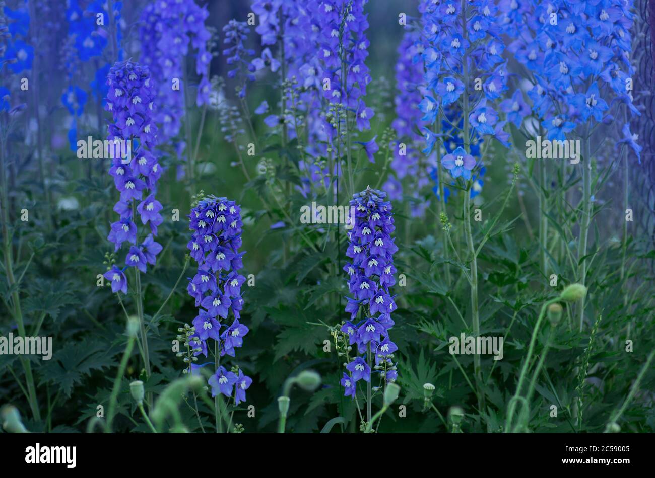 Delphinium blue grows in the garden. Double delphinium blue flower ...