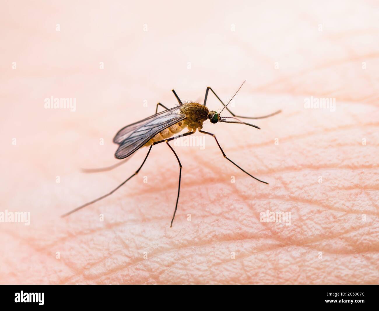 Encephalitis, Yellow Fever Disease, Malaria or Zika Virus Infected ...