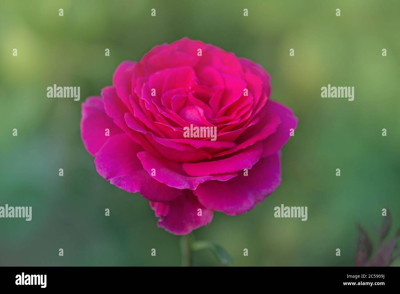 Beautiful purple rose. Big Purple roses in the garden Stock Photo - Alamy