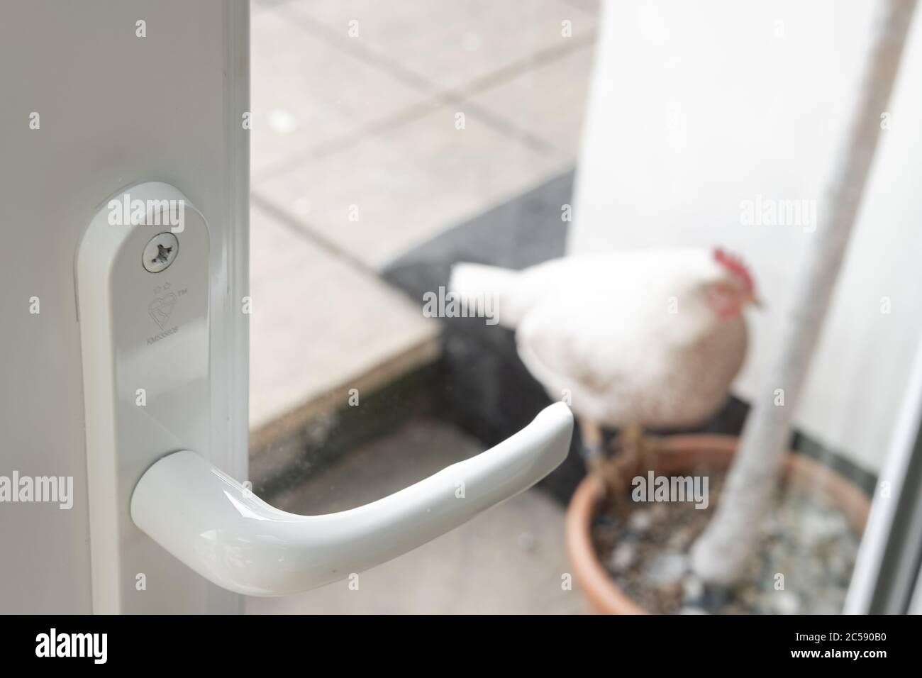 Hen chicken window hi-res stock photography and images - Alamy