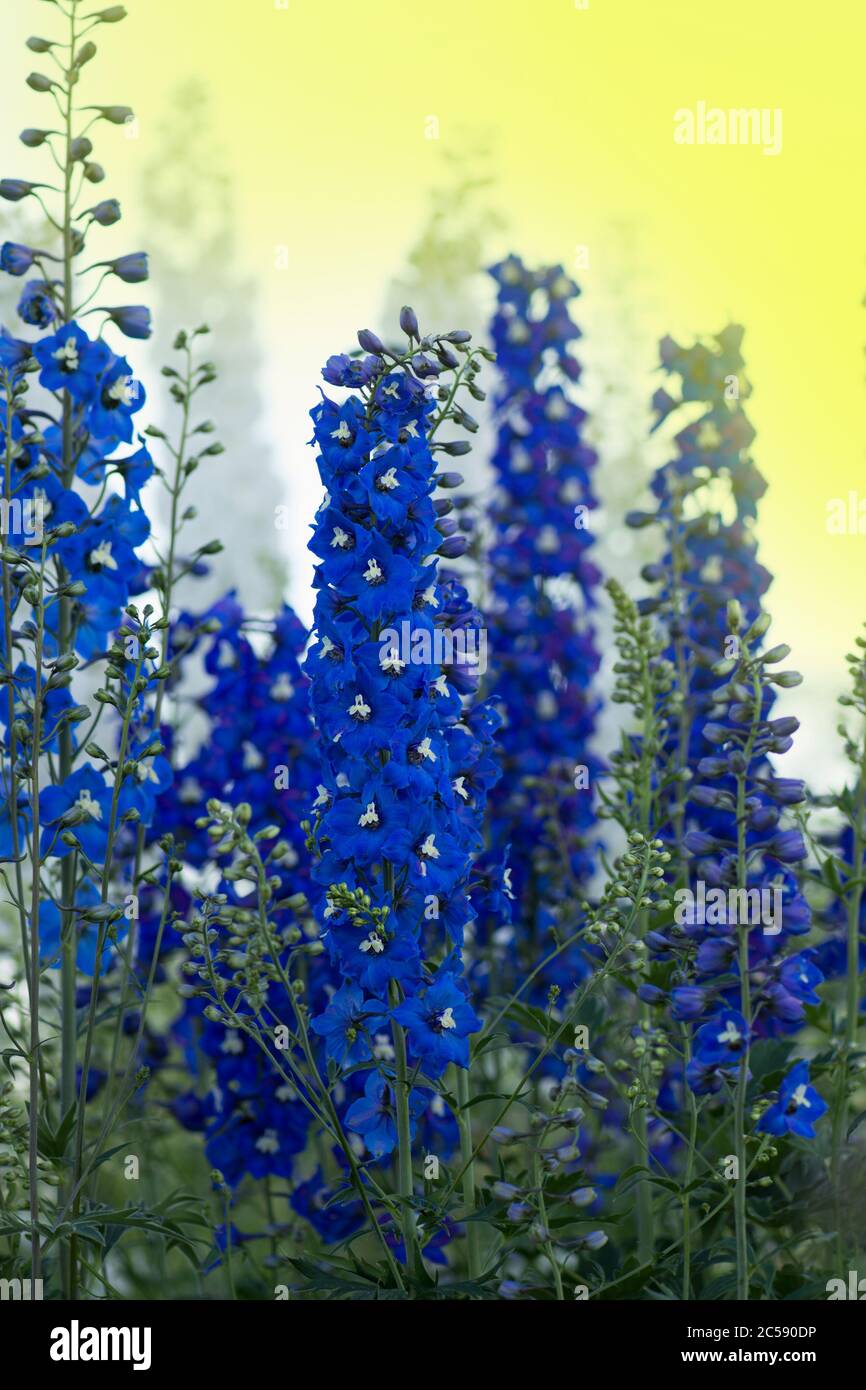 Delphinium in the garden. Delphinium low mixture. Height this flowering ...